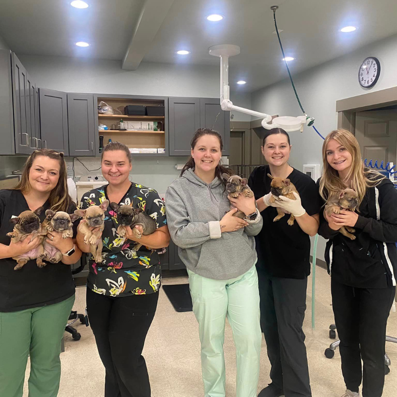 veterinary care | veterinary hospitals